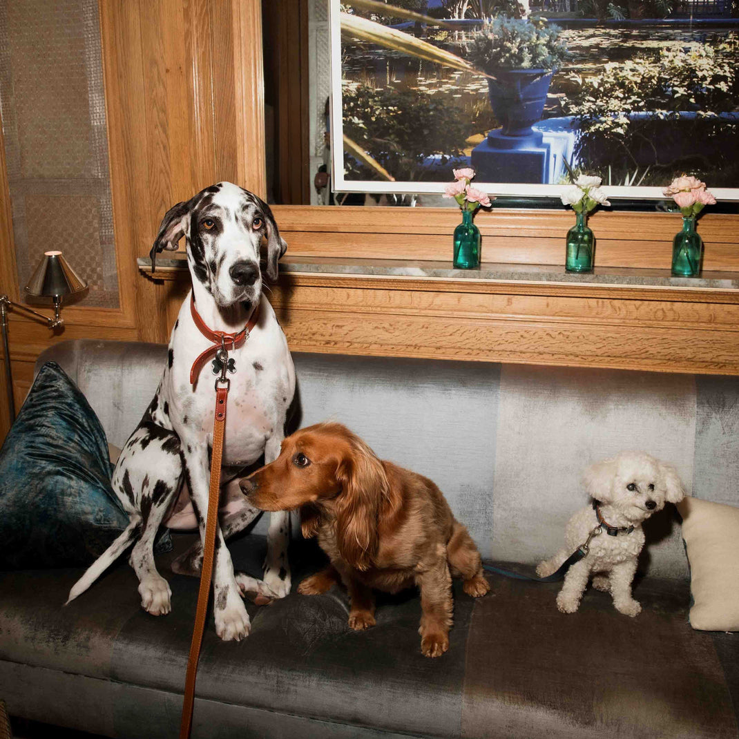 Concierge Services – BARK Air