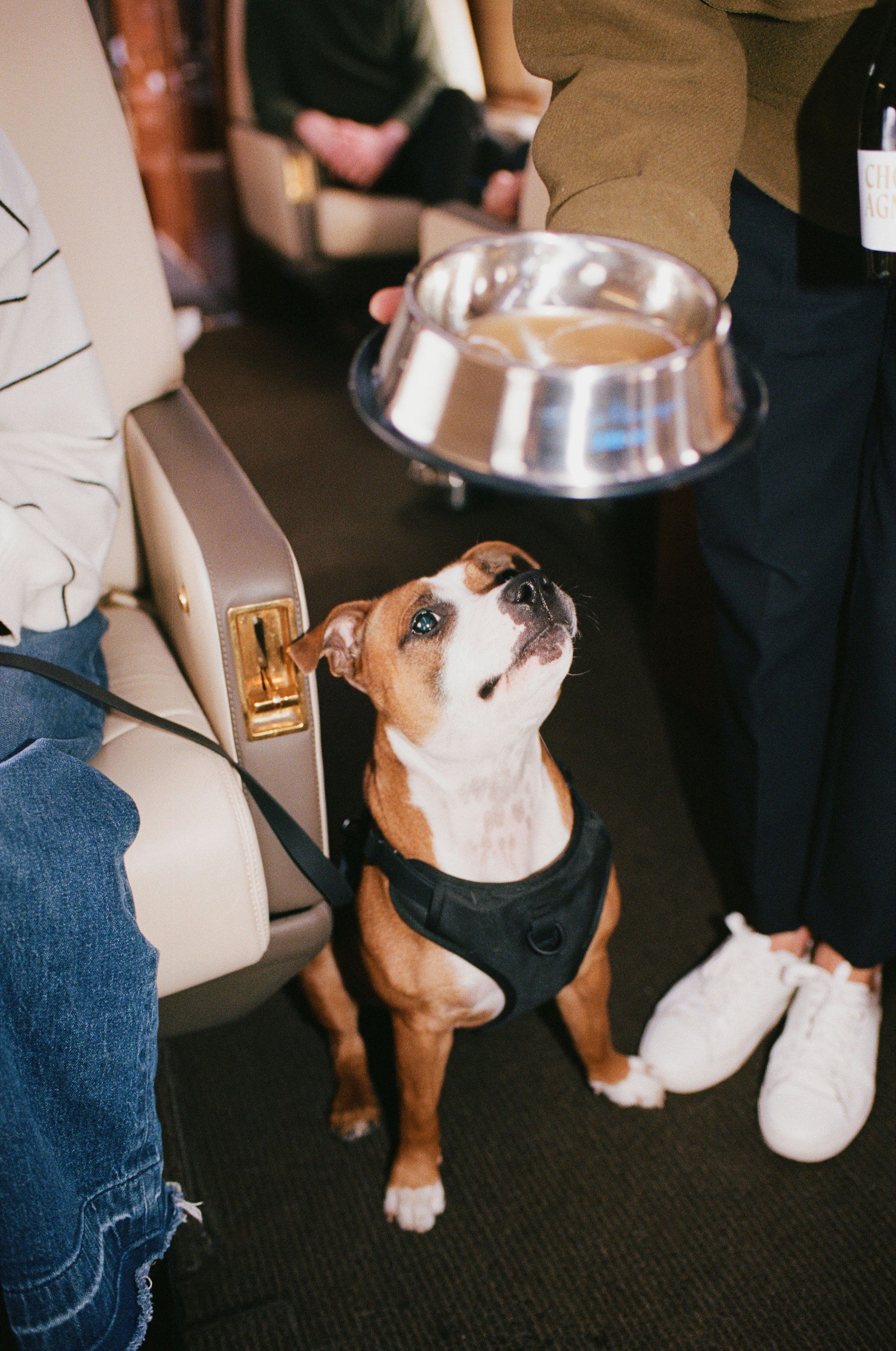 BARK Air - A New Breed of Travel