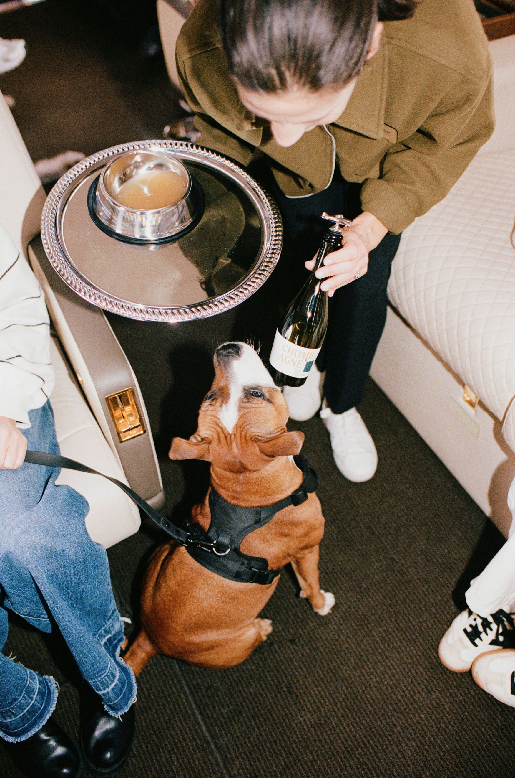 Fly With Us – BARK Air