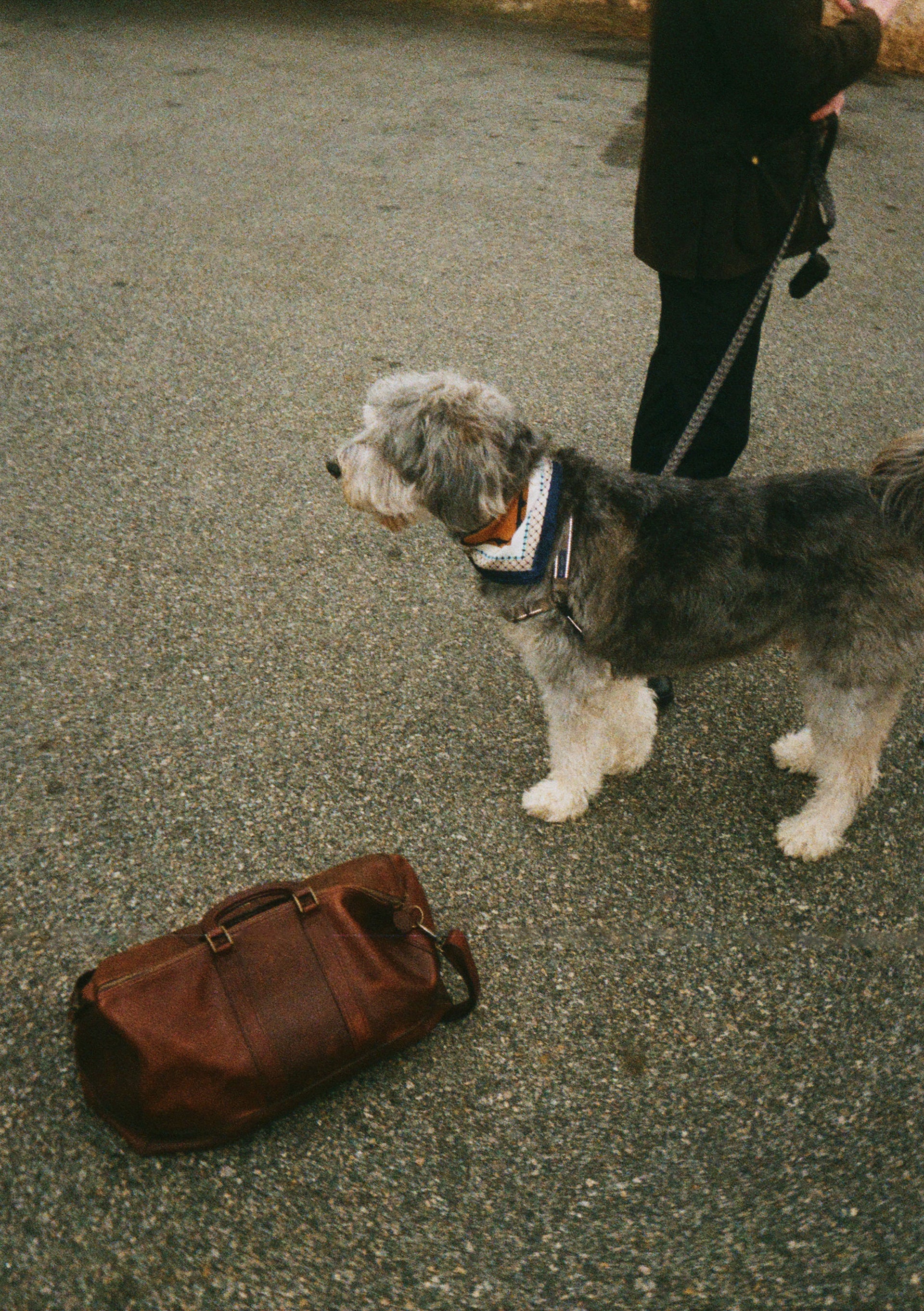BARK Air - A New Breed of Travel