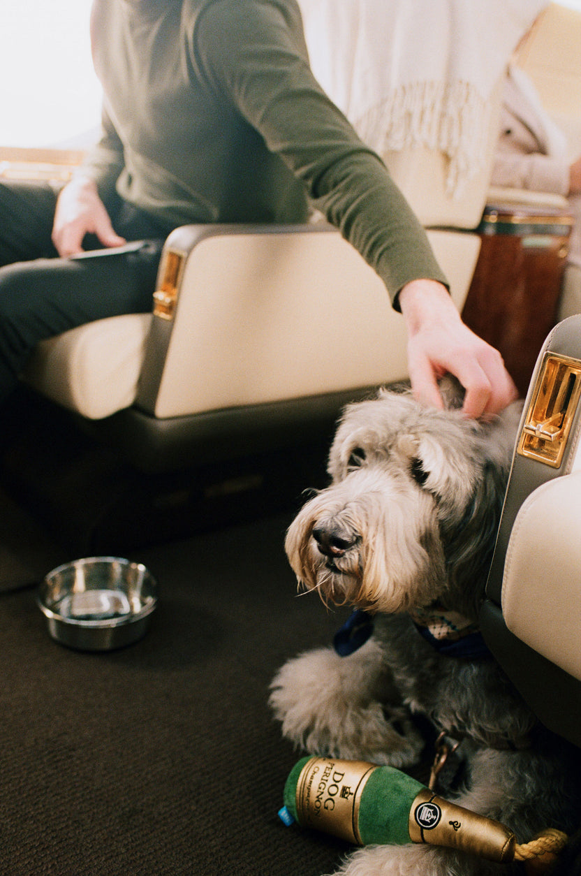 Fly With Us – BARK Air