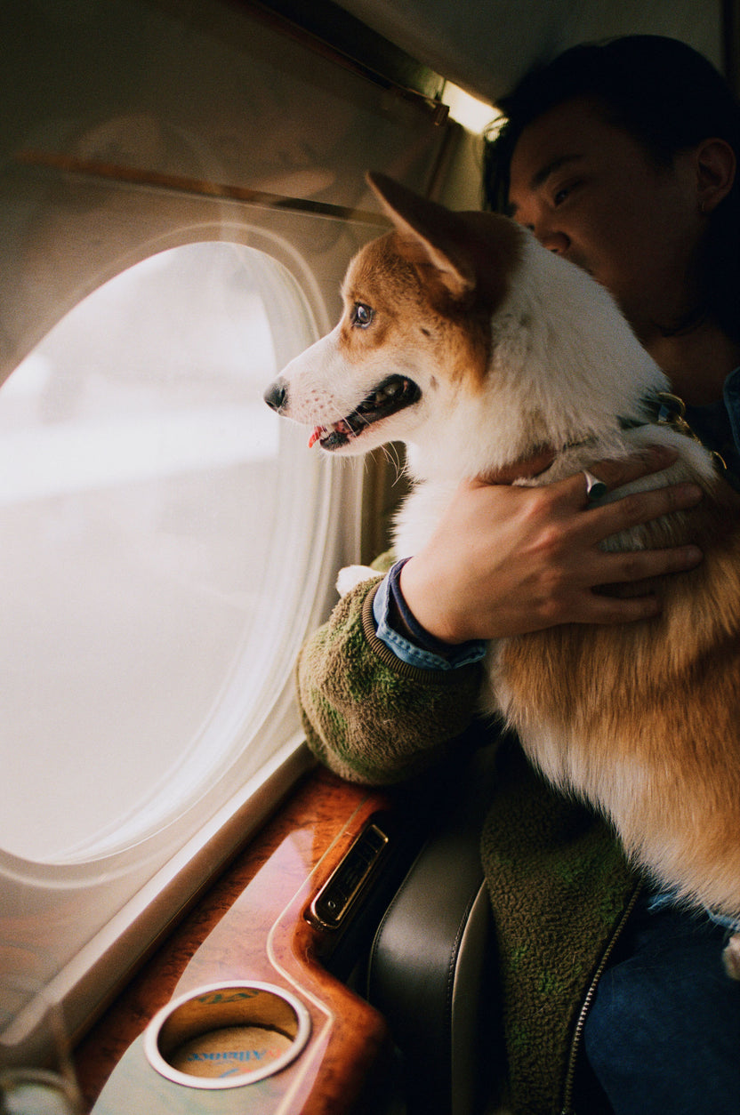 BARK Air - A New Breed of Travel