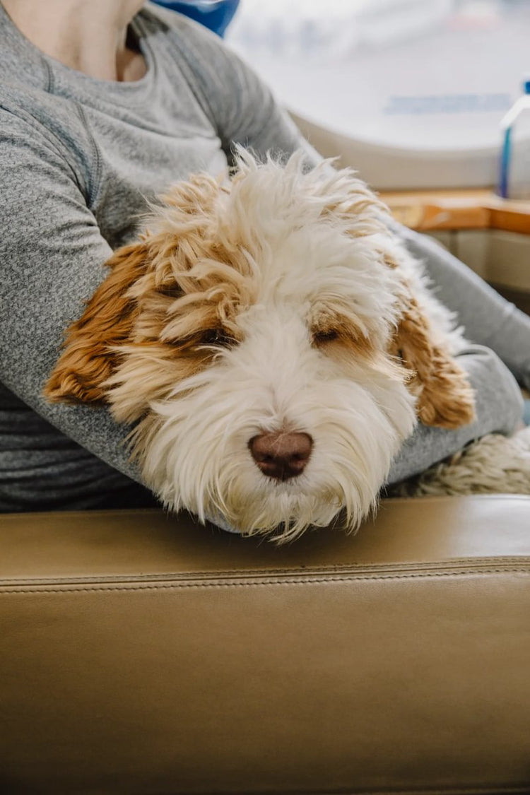 Experience – BARK Air