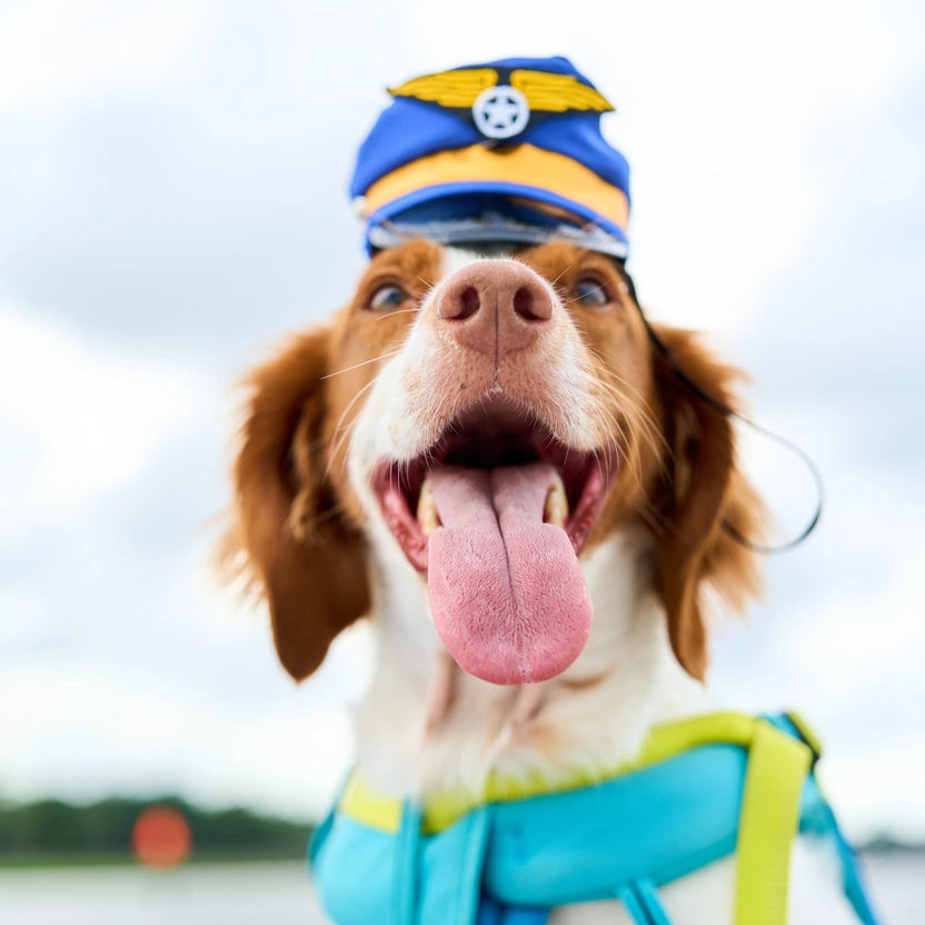 Experience – BARK Air