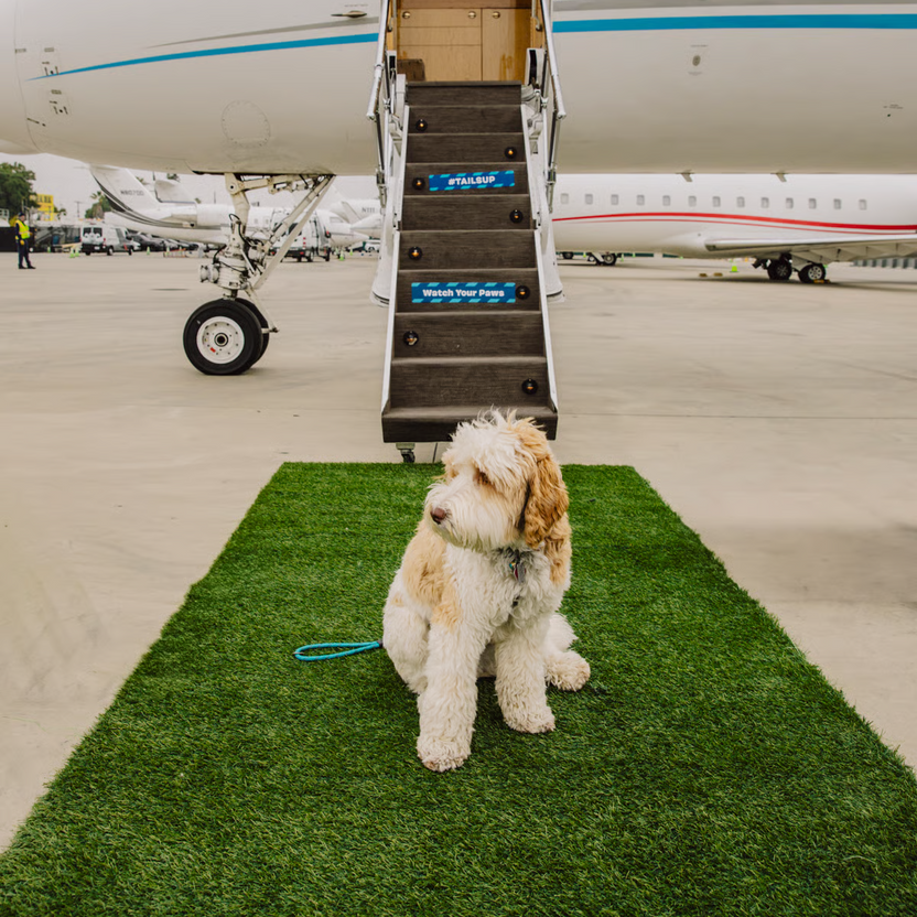 BARK Air - A New Breed of Travel