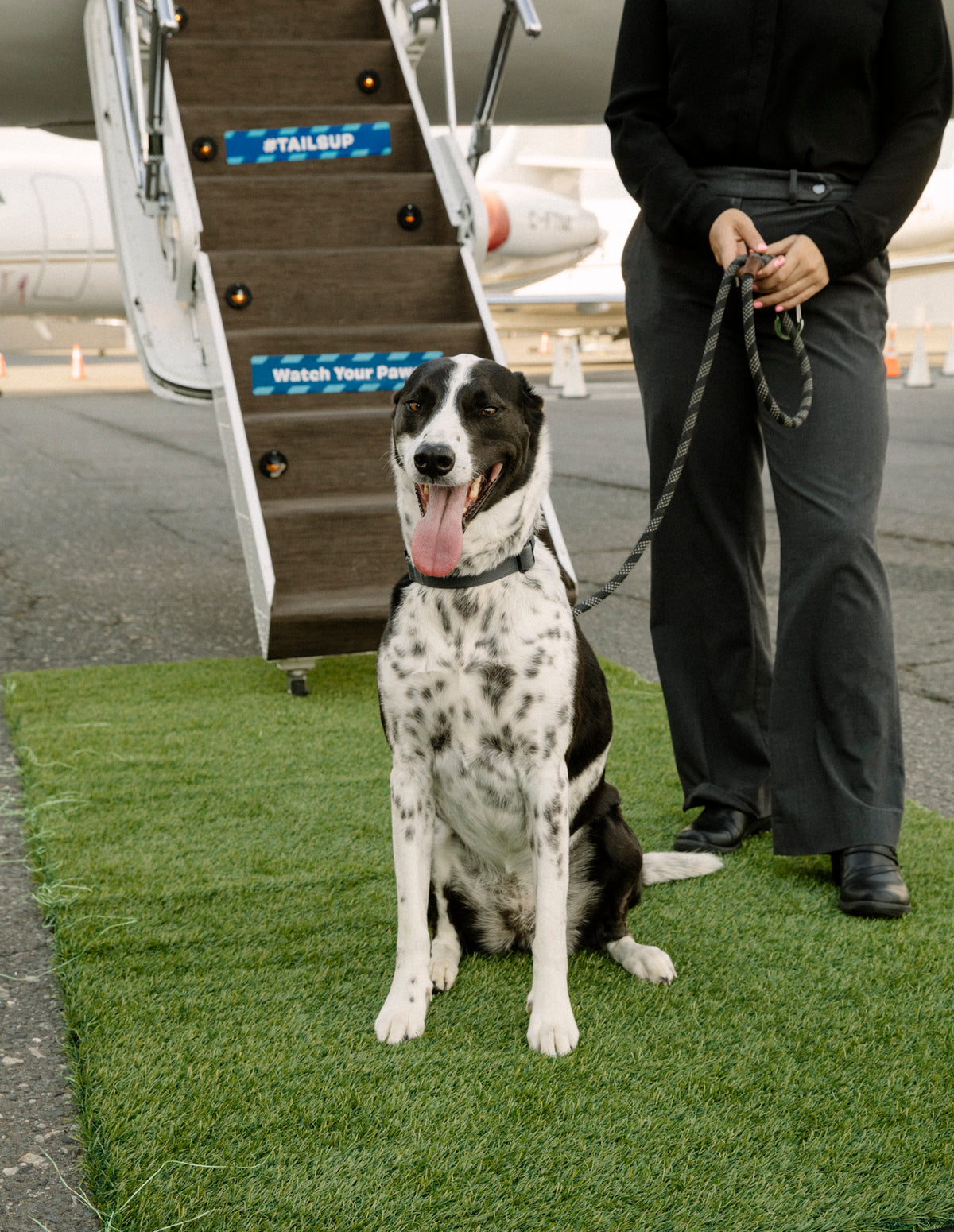 Private Charters – BARK Air