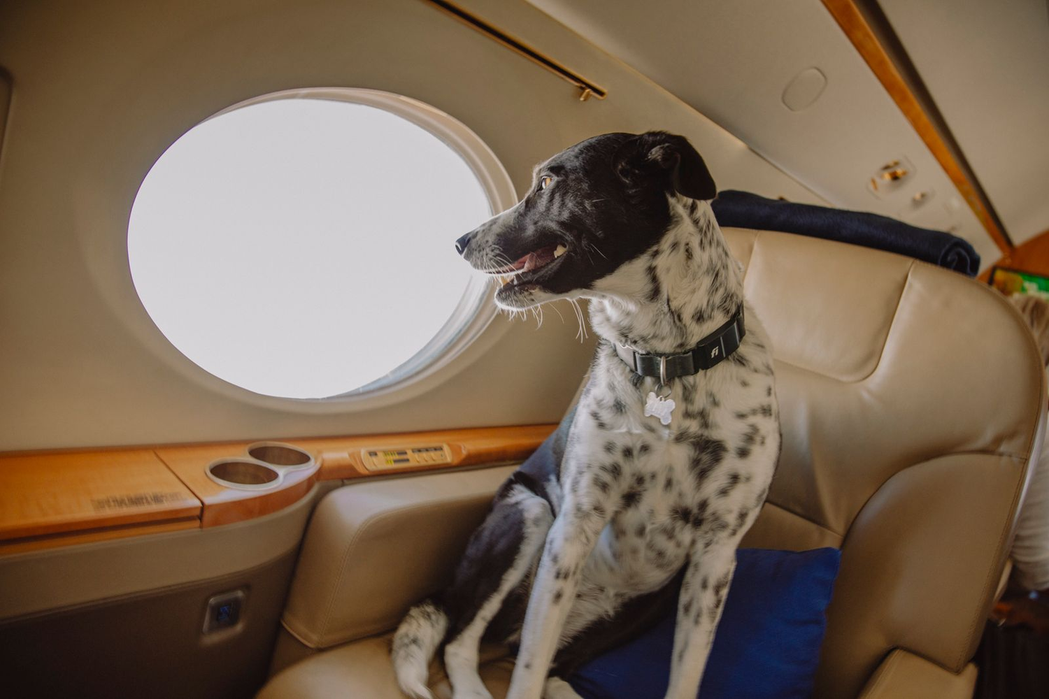 Fly With Us – BARK Air