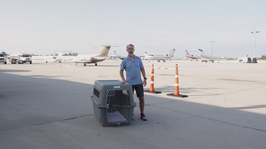 Our Philosophy: Dogs Fly First – BARK Air